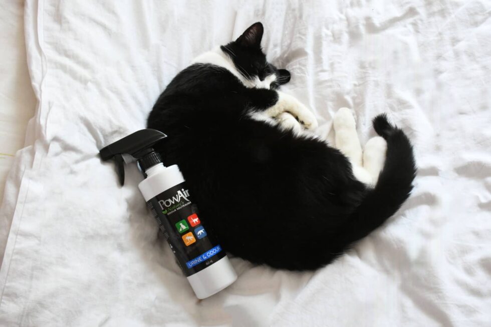 PowAir Pet Urine Detector | Find & Remove Pet Urine Stains